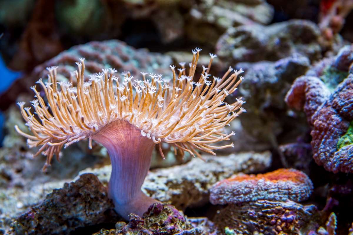 Online courses | Monterey Bay Aquarium