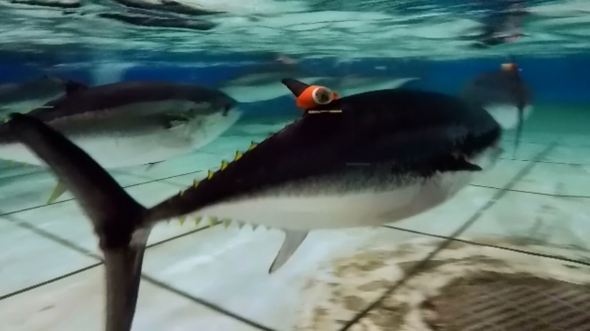 Designing an animal-friendly fin tag | Monterey Bay Aquarium