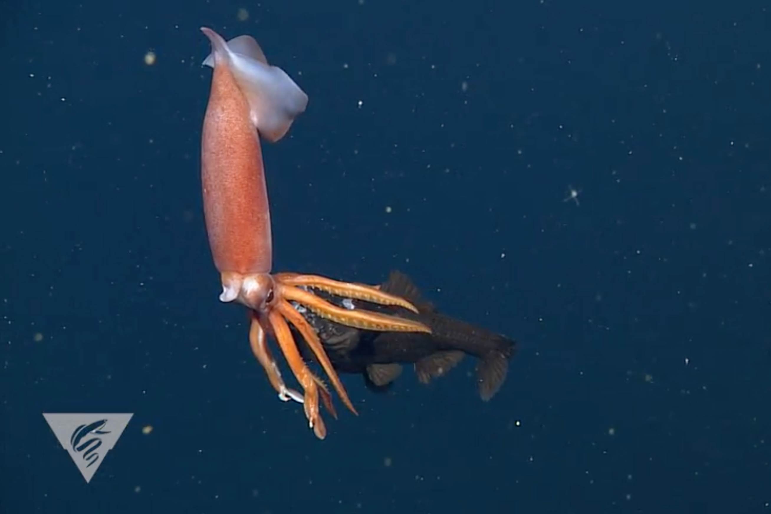 Untangling the mysteries of deep-sea food webs | Stories | Monterey Bay ...