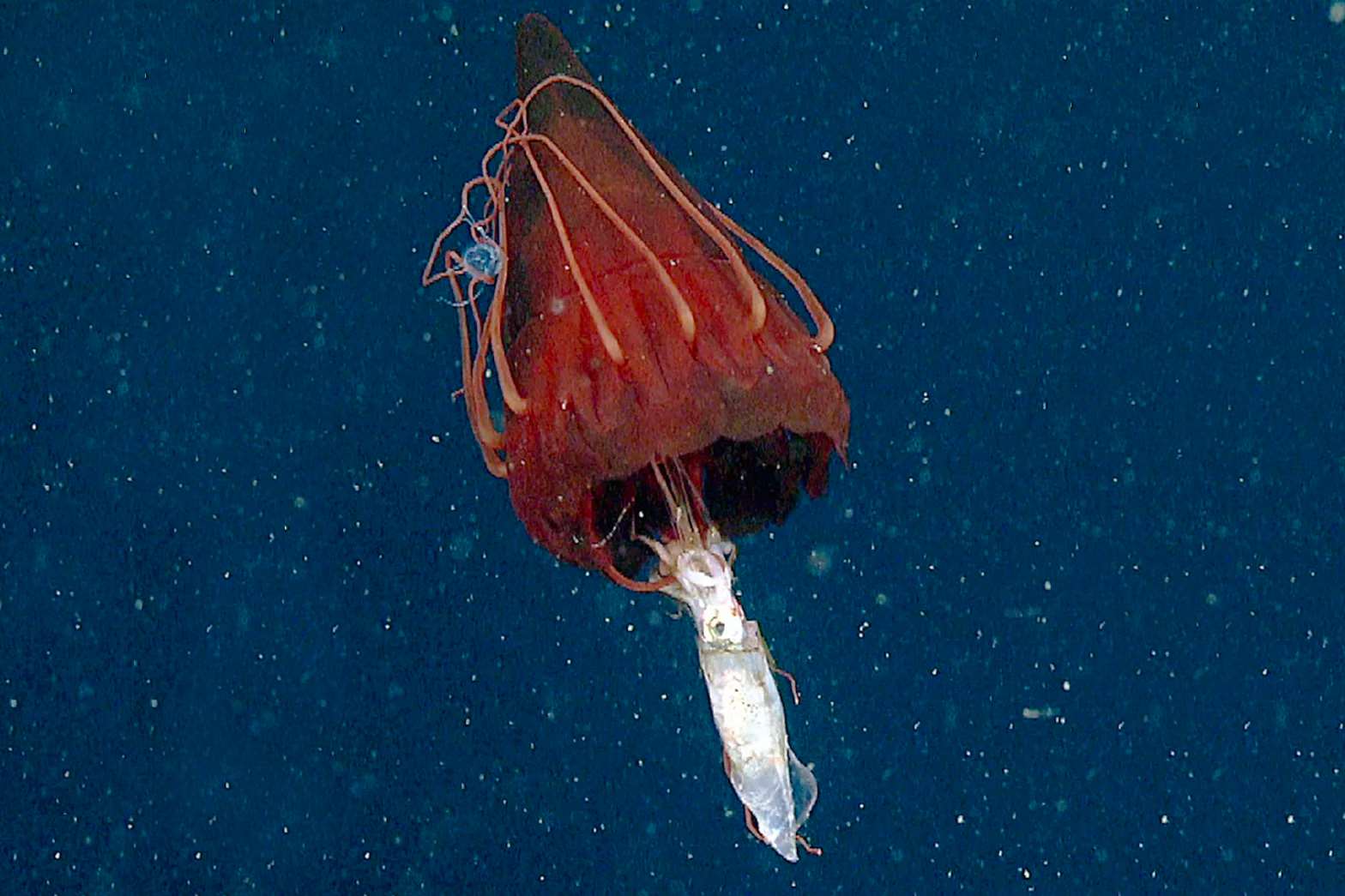 Untangling the mysteries of deep-sea food webs | Stories | Monterey Bay ...