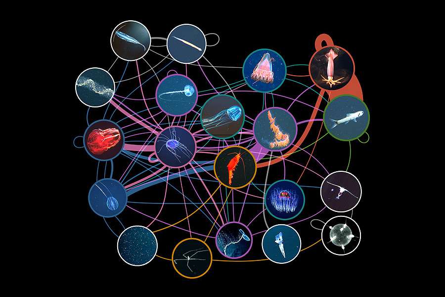 Untangling the mysteries of deep-sea food webs | Stories | Monterey Bay ...