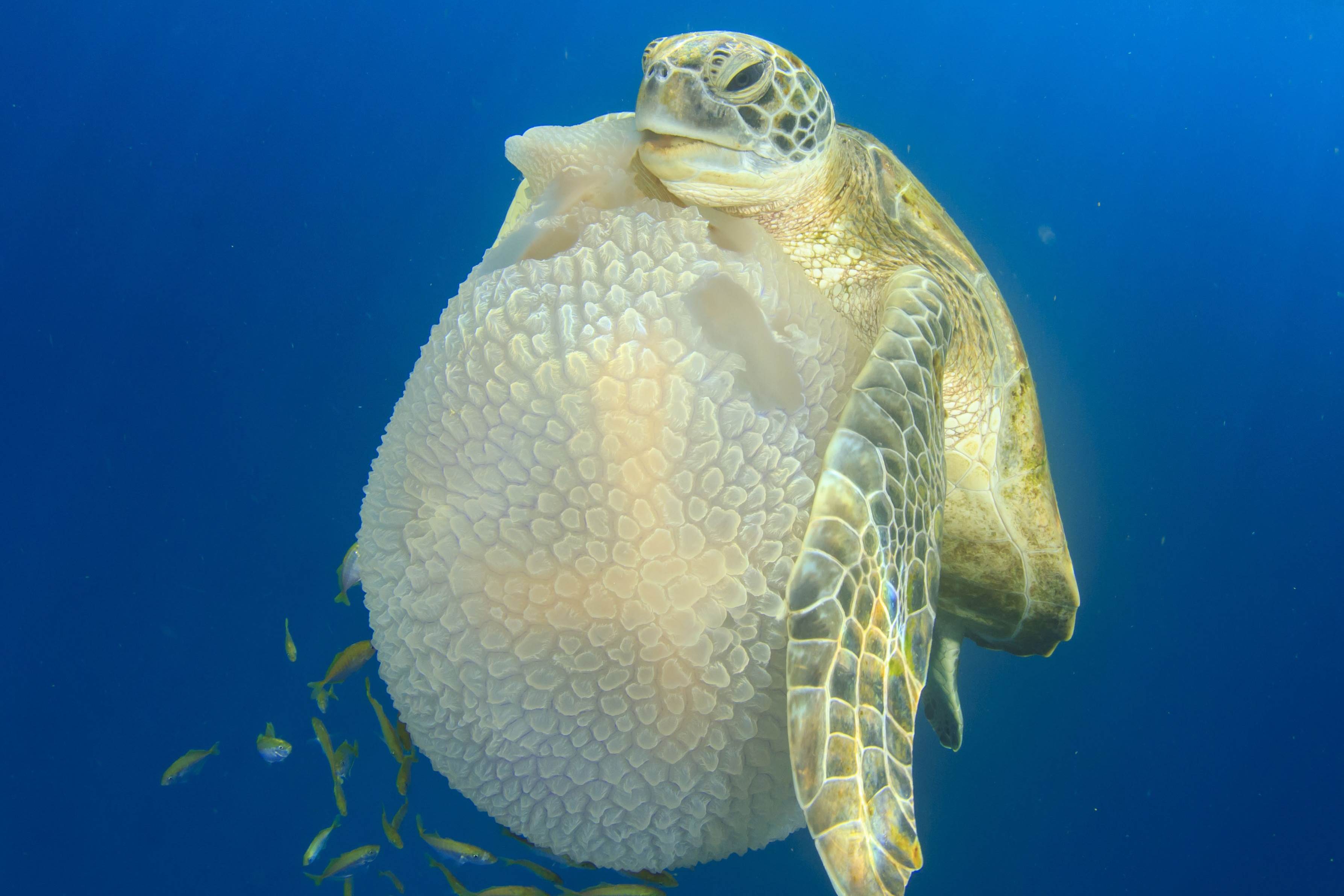 Sea turtles’ surprising feeding strategies | Stories | Monterey Bay ...