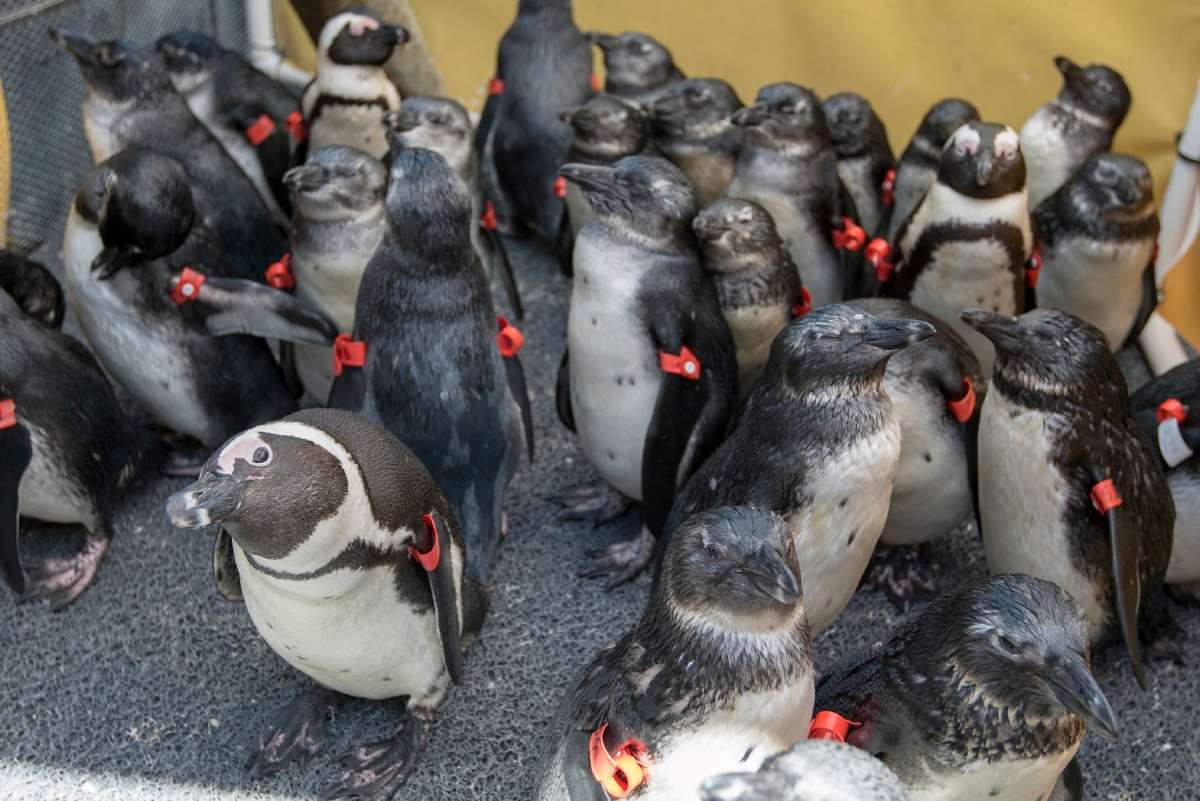 SOS for South African penguins | Stories | Monterey Bay Aquarium