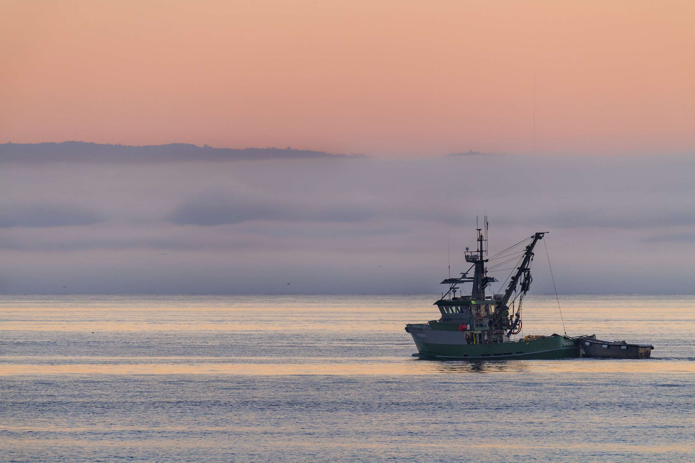 It's squid season on Monterey Bay | Stories | Monterey Bay Aquarium
