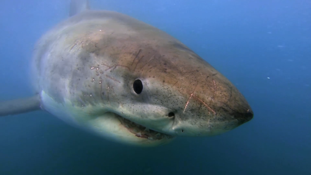 Sandbar shark | Animals | Monterey Bay Aquarium