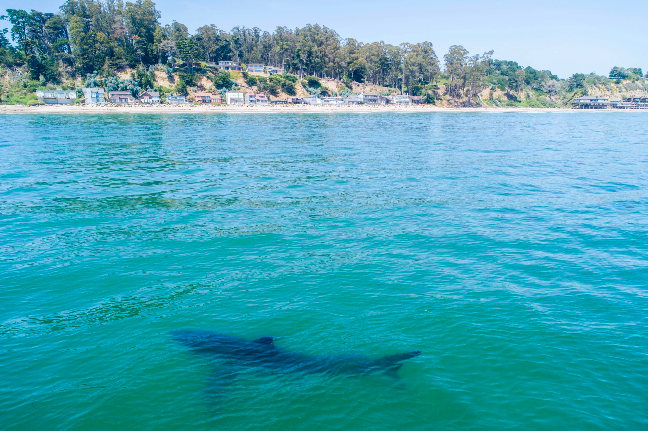 Sandbar shark | Animals | Monterey Bay Aquarium