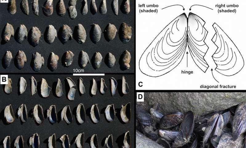 Using archaeology to uncover sea otters’ historical habitats | Monterey ...
