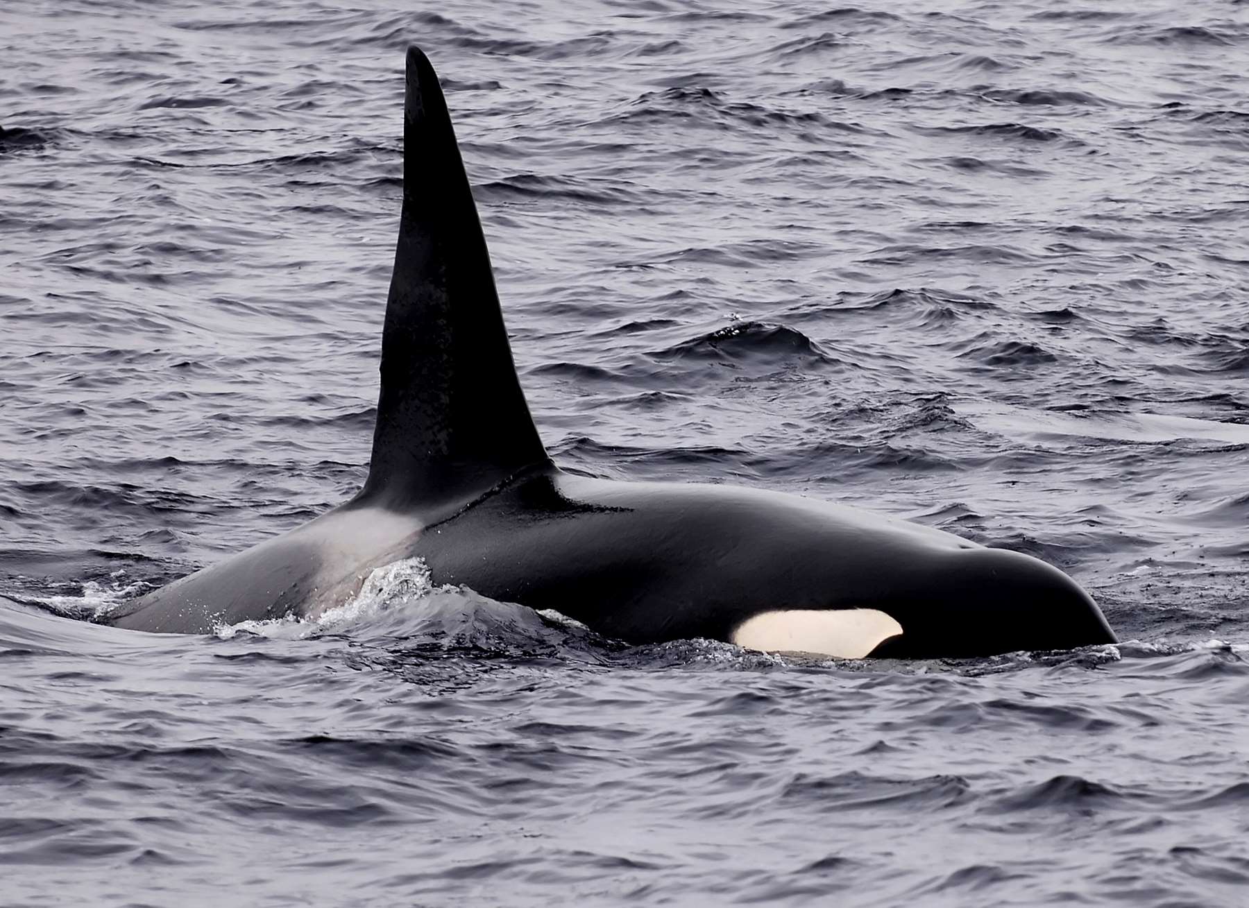 Orca | Animals | Monterey Bay Aquarium