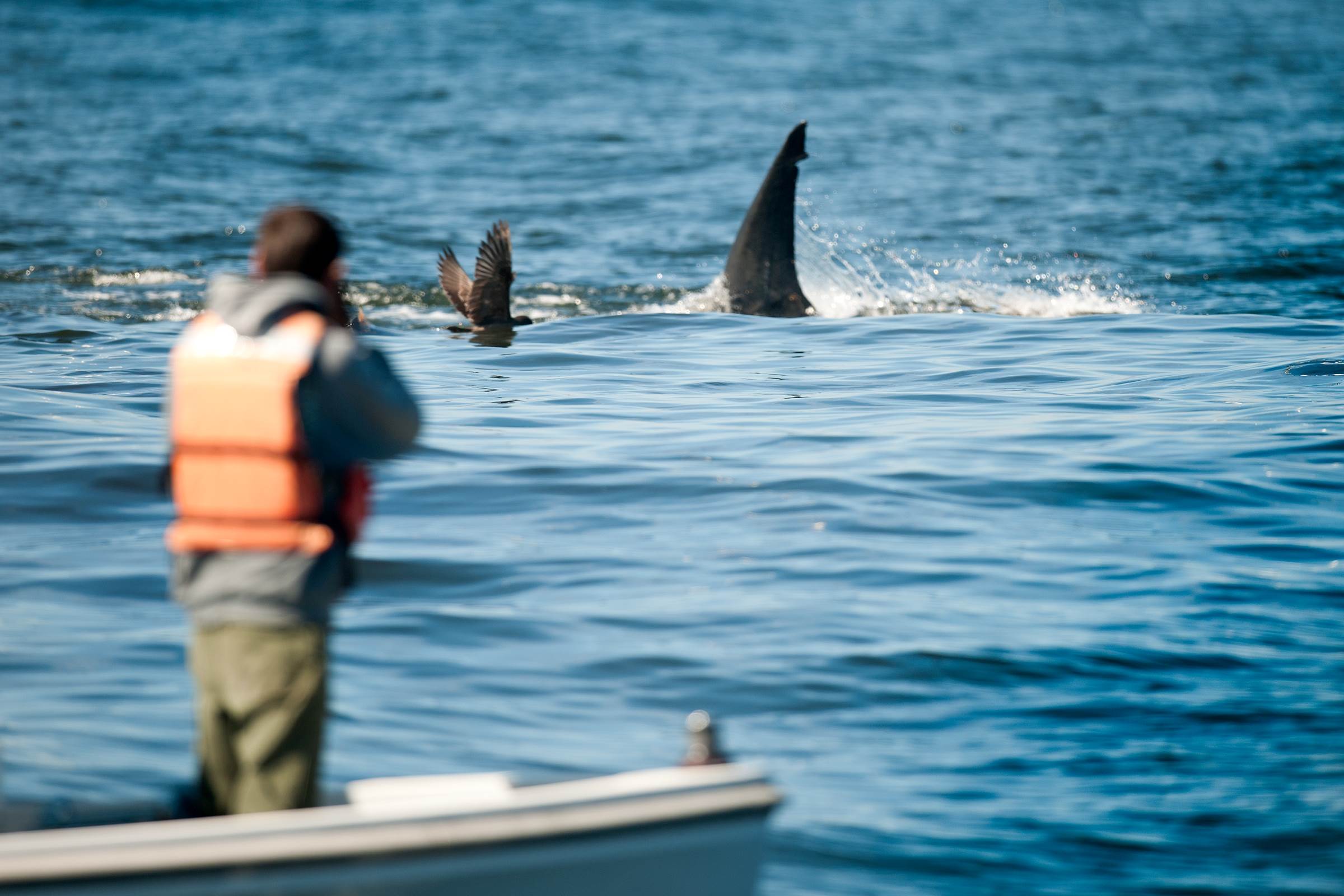 Celebrating white shark abundance | Stories | Monterey Bay Aquarium