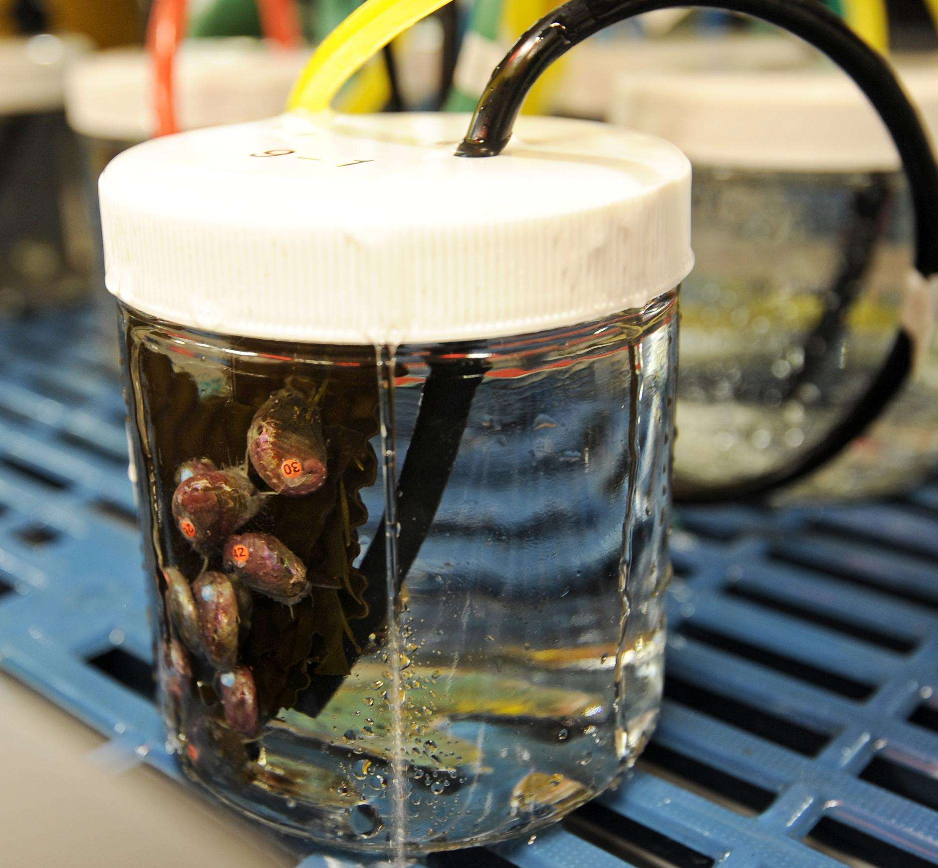 Field studies of ocean acidification | Stories | Monterey Bay Aquarium