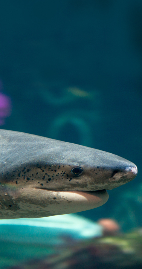 Broadnose Sevengill Shark Teeth