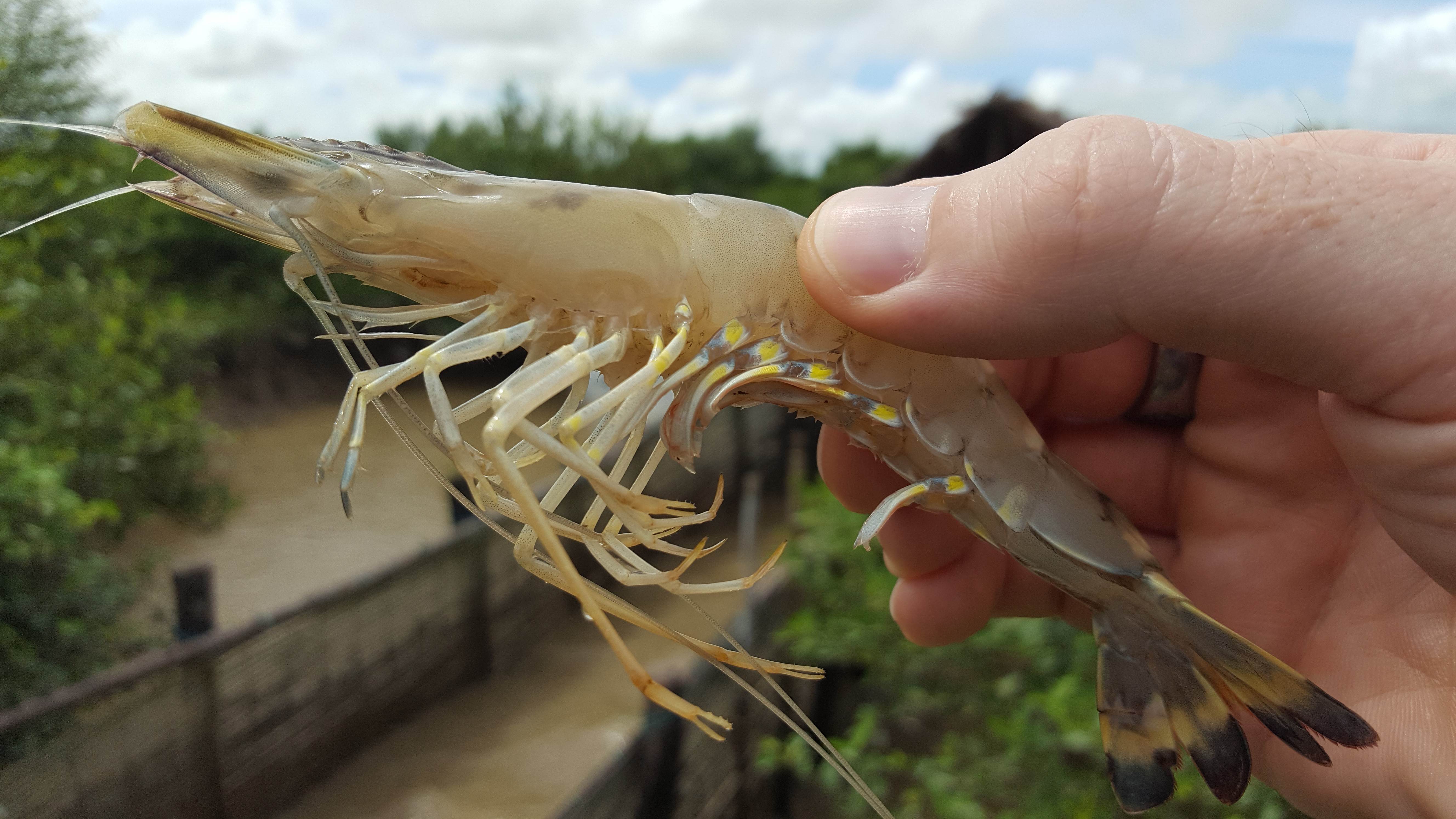 Advancing sustainable shrimp farming | Stories | Monterey Bay Aquarium