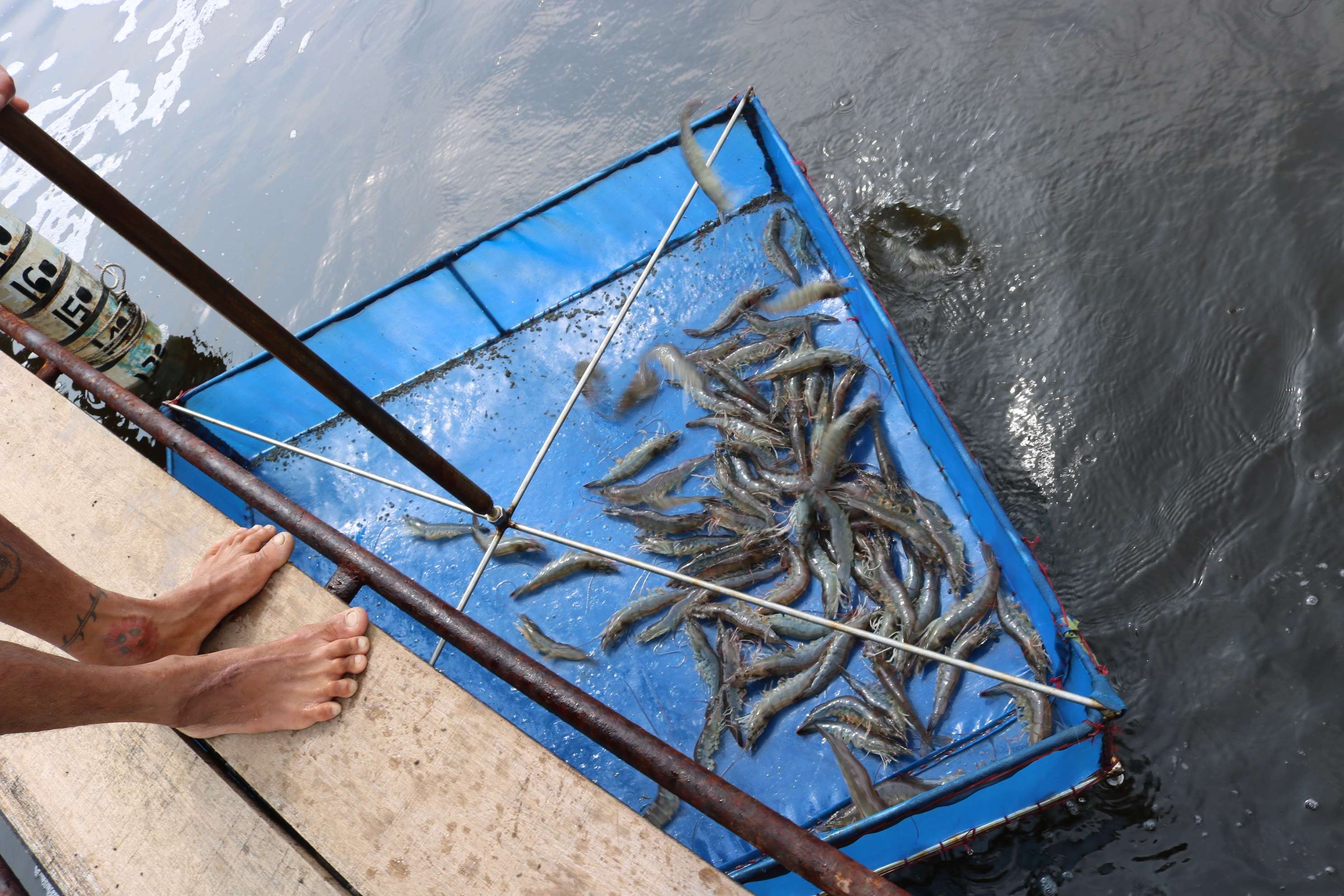 Advancing sustainable shrimp farming | Stories | Monterey Bay Aquarium