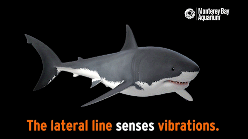 Great White Shark Bite Gif