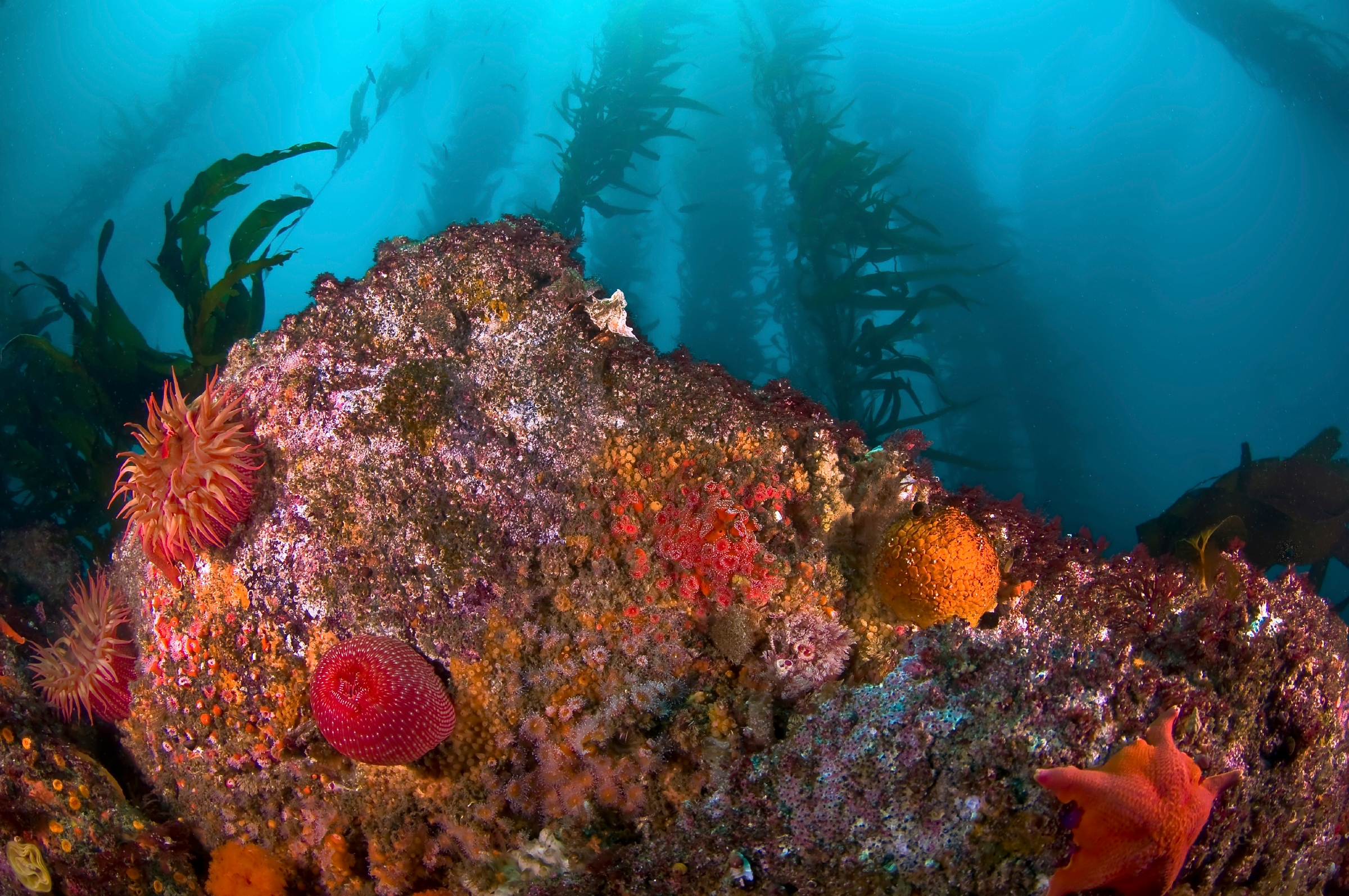 Protecting the ocean | Stories | Monterey Bay Aquarium