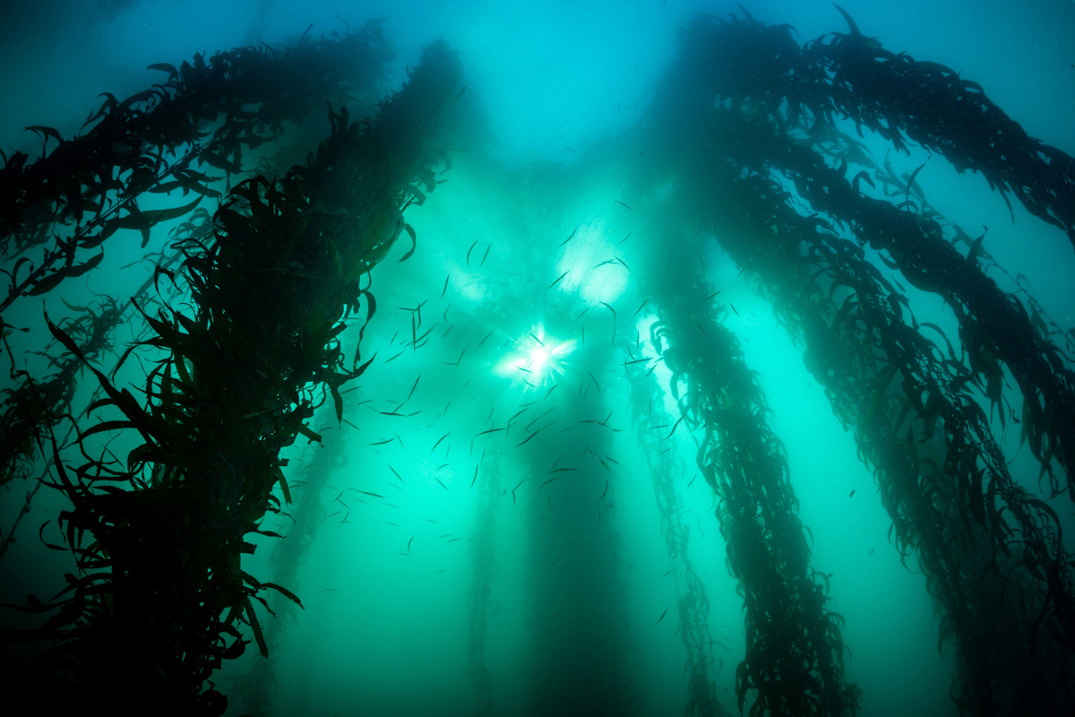 Kelp forest | Habitat | Monterey Bay Aquarium