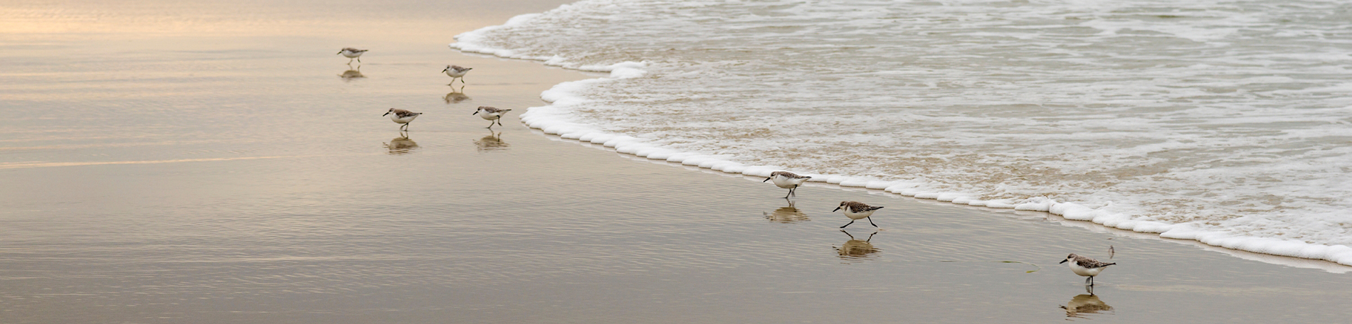 Beaches and dunes | Habitats | Monterey Bay Aquarium