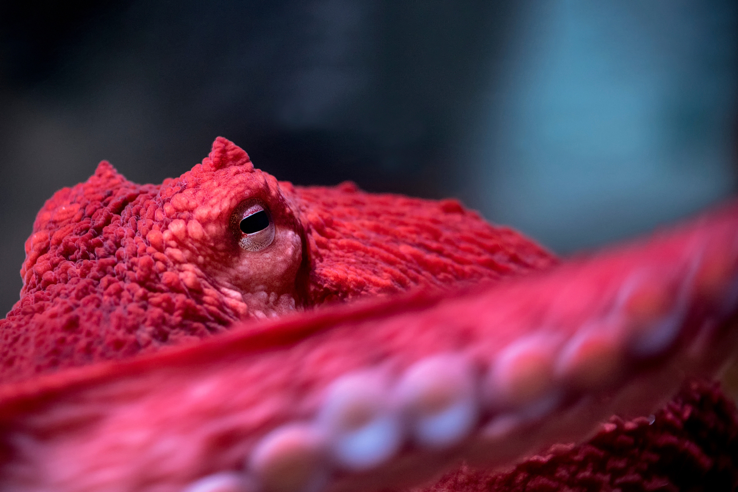 Giant Pacific octopus | Exhibit | Monterey Bay Aquarium