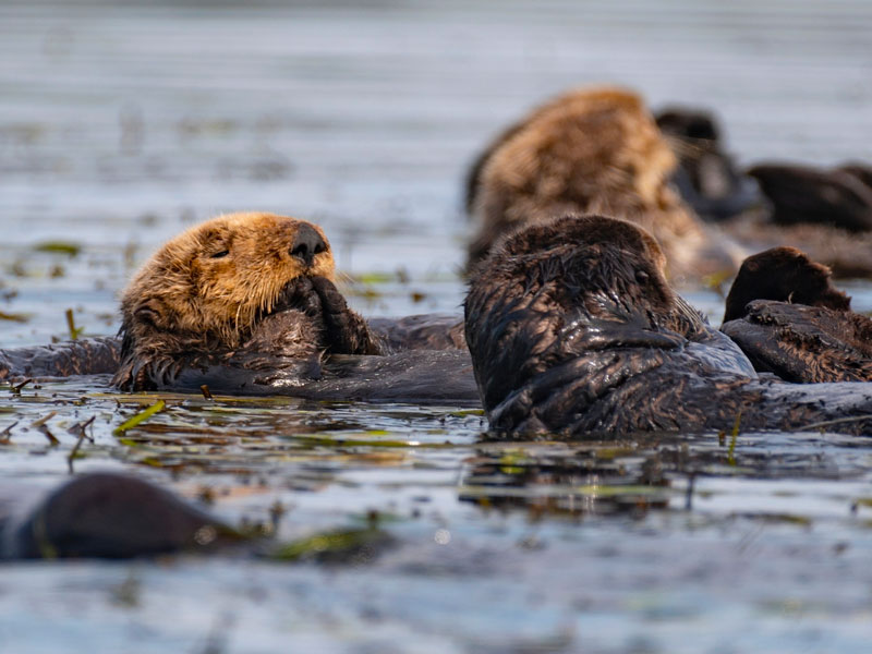 Sea otters can be furry climate warriors | Stories | Monterey Bay Aquarium