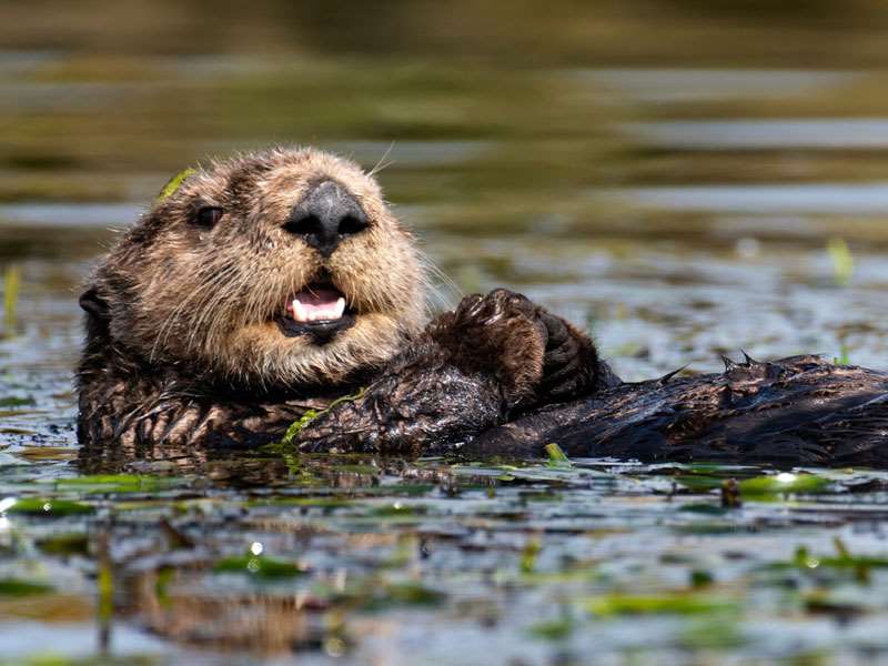 Sea otter teeth tell the story of sea otter lives | Stories | Monterey ...