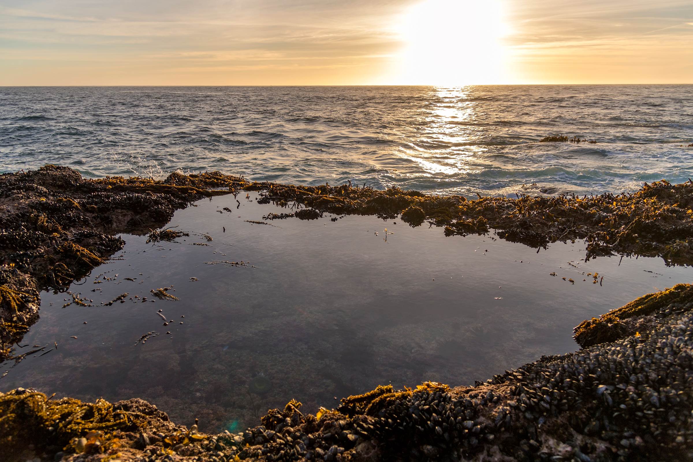 Rocky shore | Habitats | Monterey Bay Aquarium