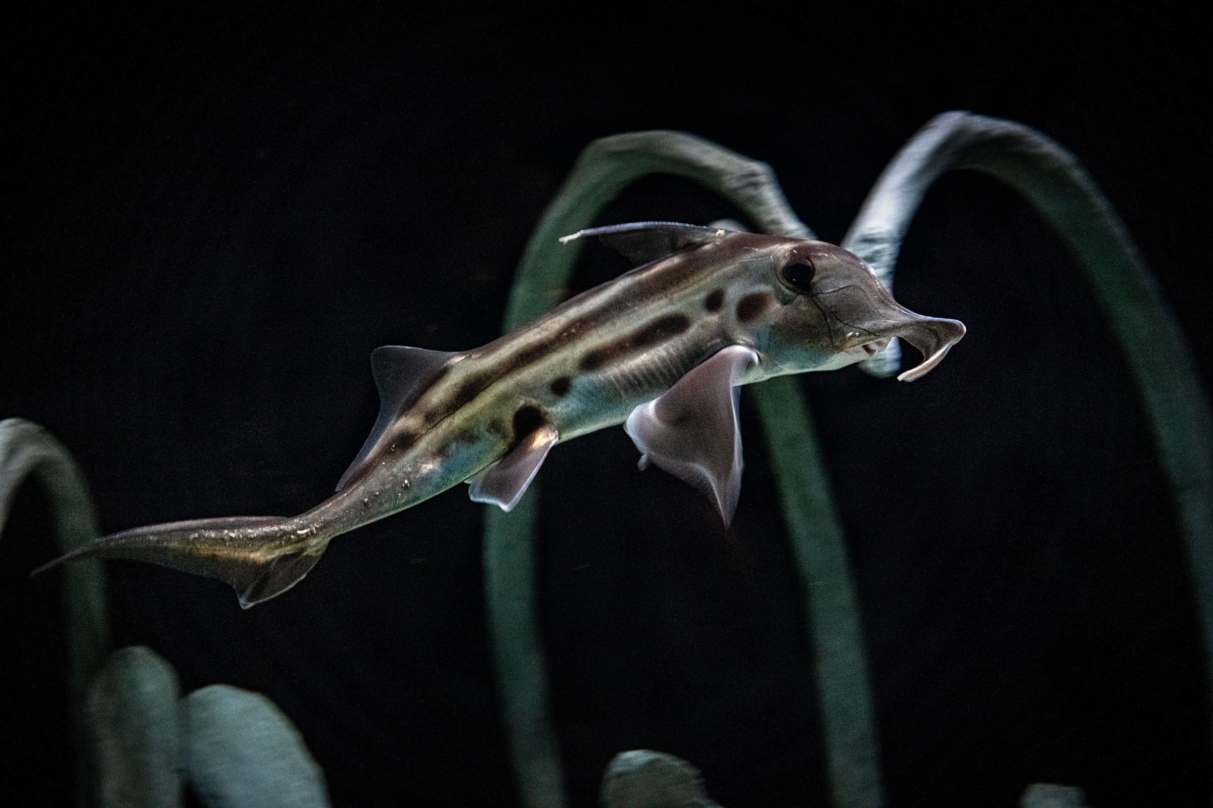 Monterey Bay Aquarium