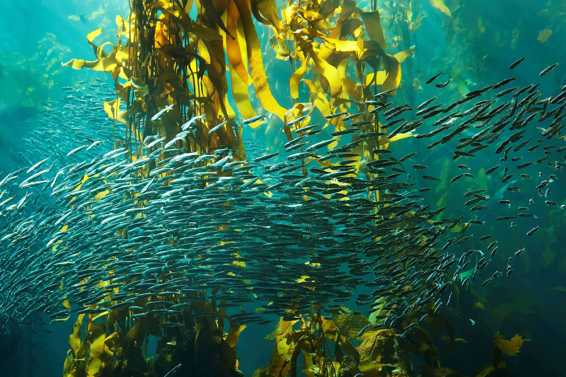 A tribute to Randy Wilder | Stories | Monterey Bay Aquarium