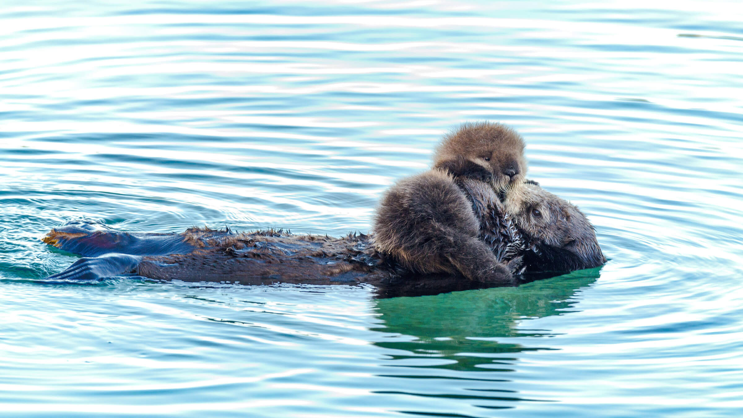 Monterey Bay Aquarium