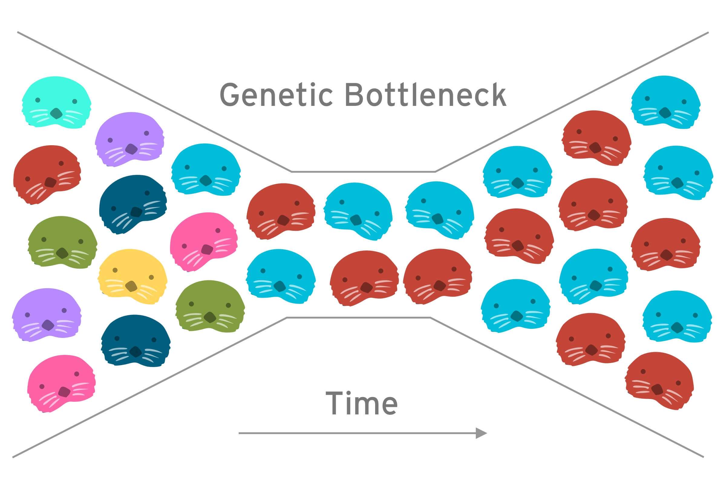 Decoding the sea otter genome | Stories | Monterey Bay Aquarium