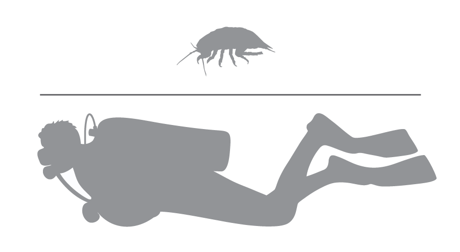 Giant isopod | Animals | Monterey Bay Aquarium