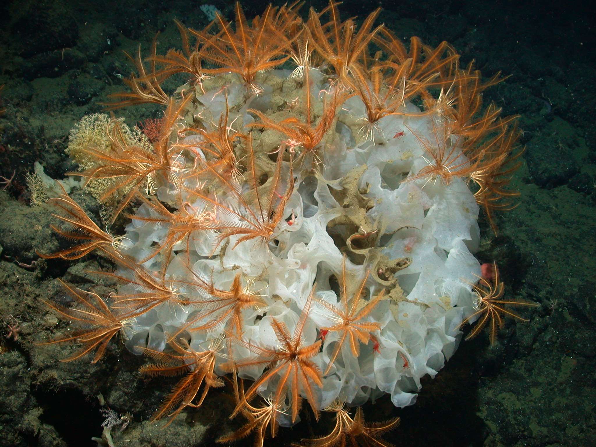 Chumash Heritage National Marine Sanctuary designated