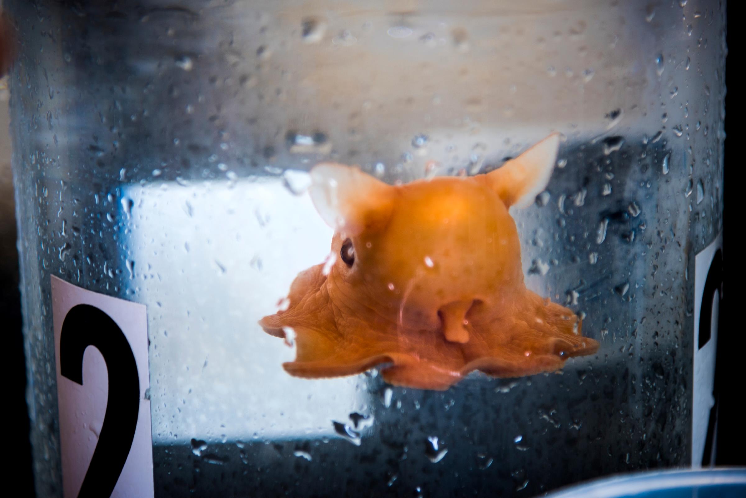 Discover the deep with a squid scientist