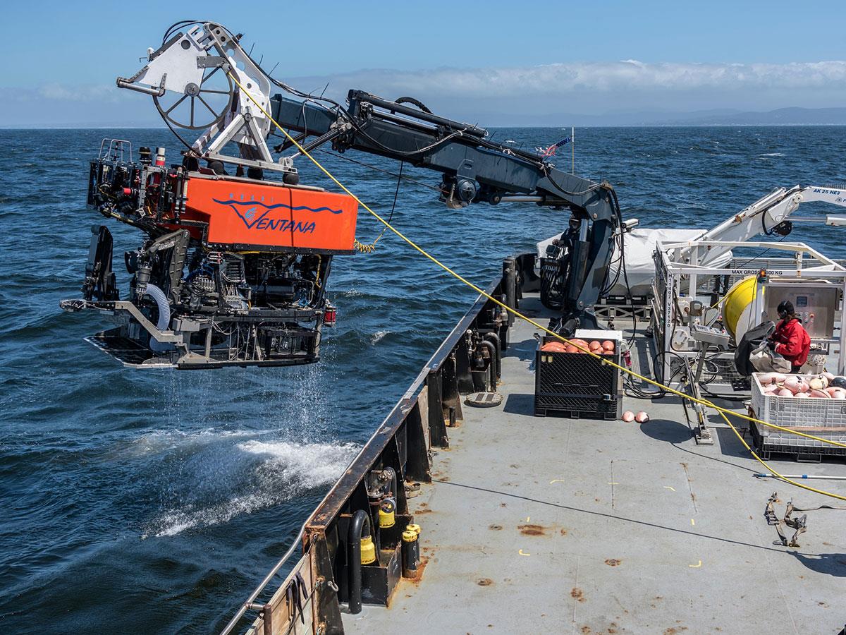 Discover the deep with a squid scientist