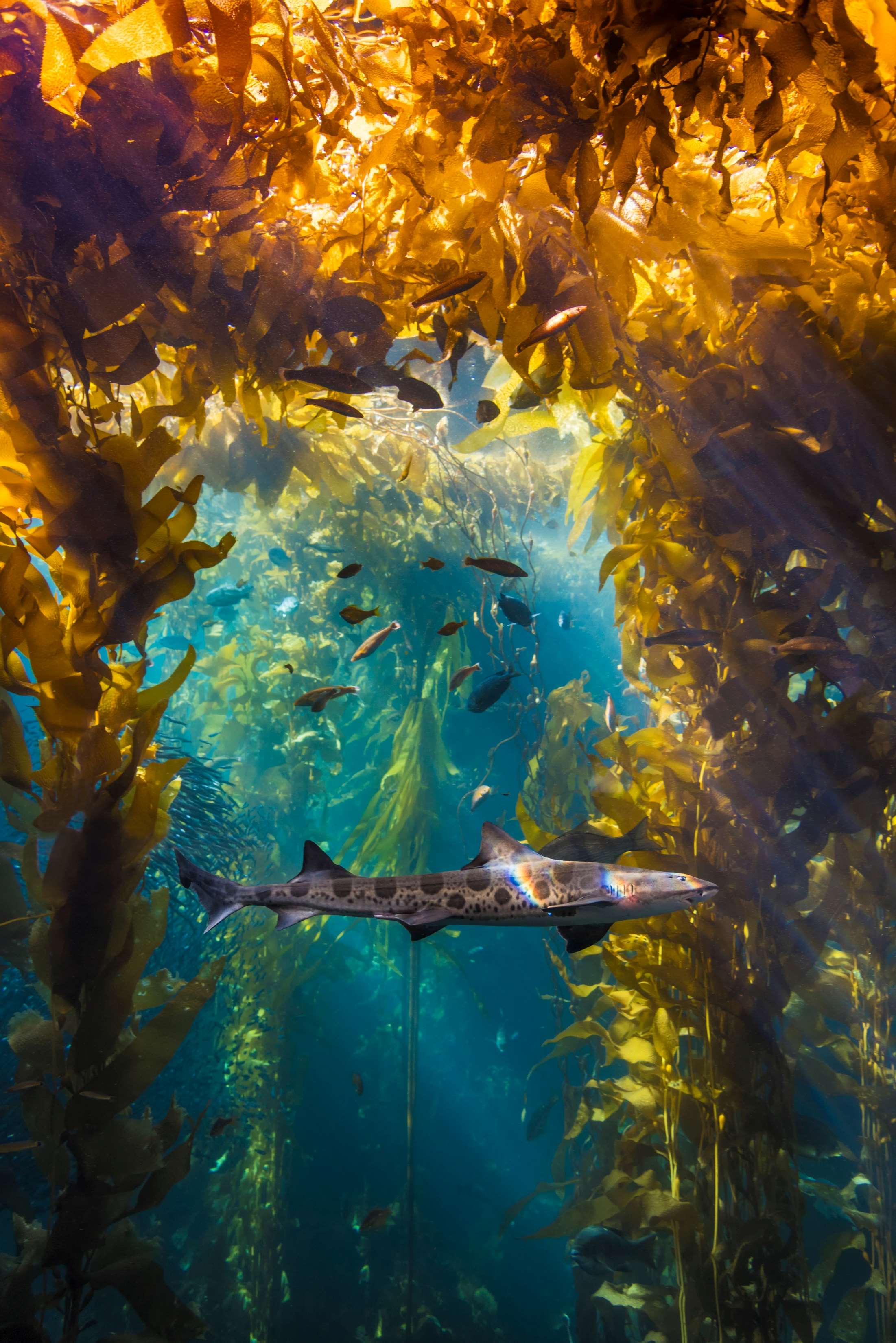 Meet the Aquarium photographer | Stories | Monterey Bay Aquarium