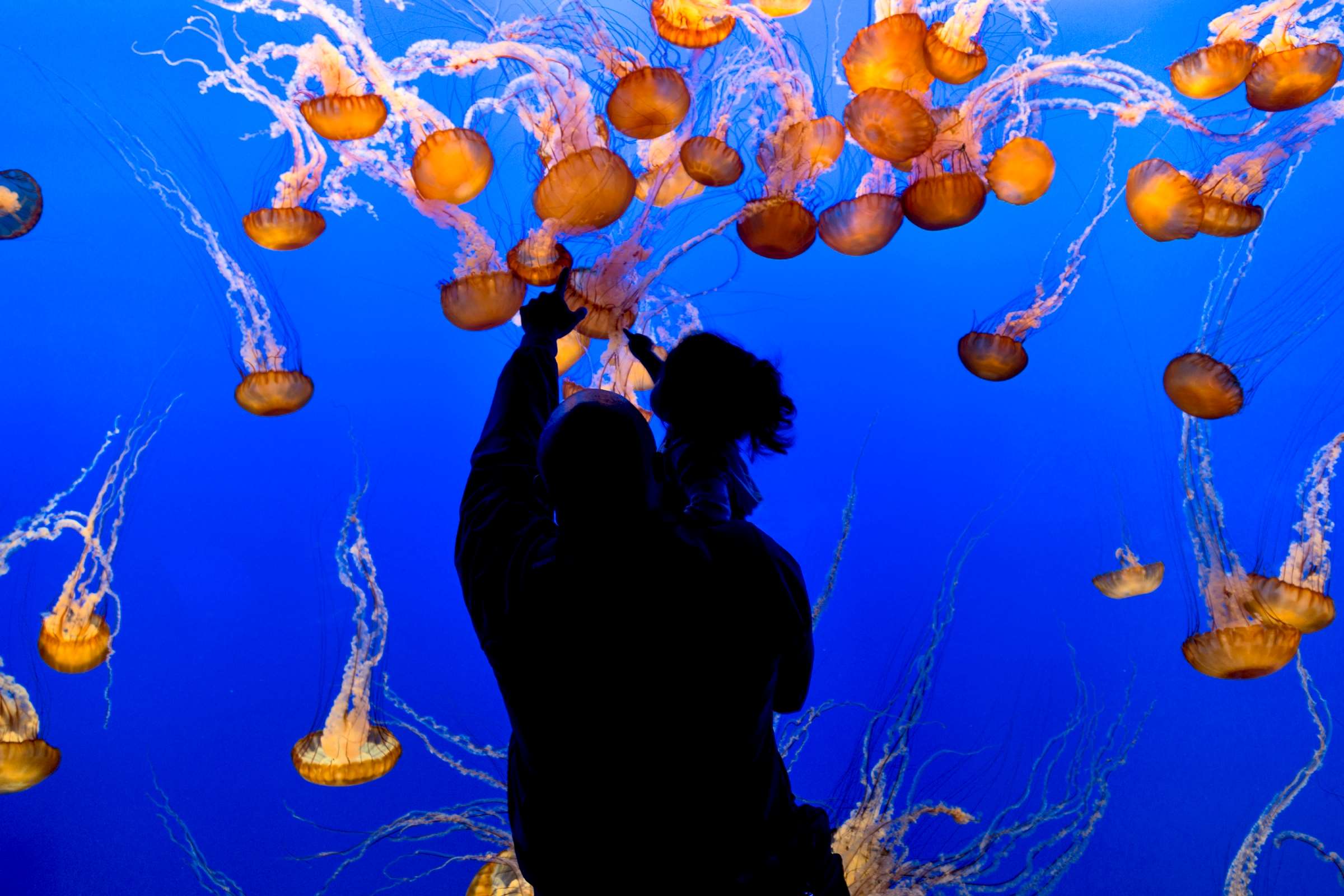 Open Sea exhibit | Image gallery | Monterey Bay Aquarium