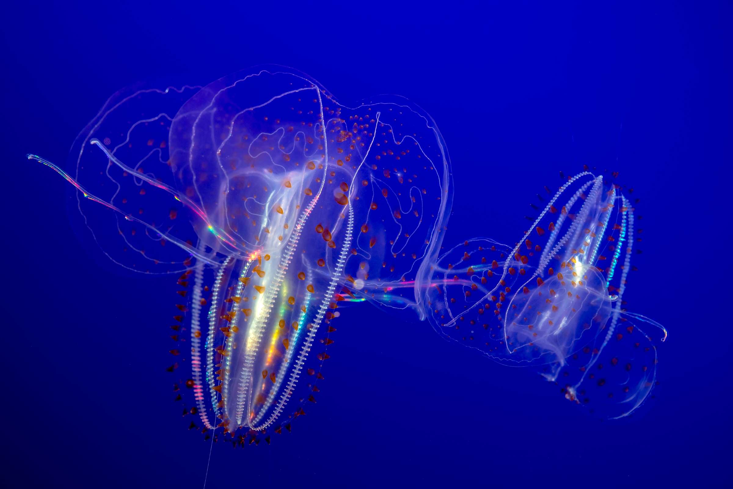 Open Sea exhibit | Image gallery | Monterey Bay Aquarium