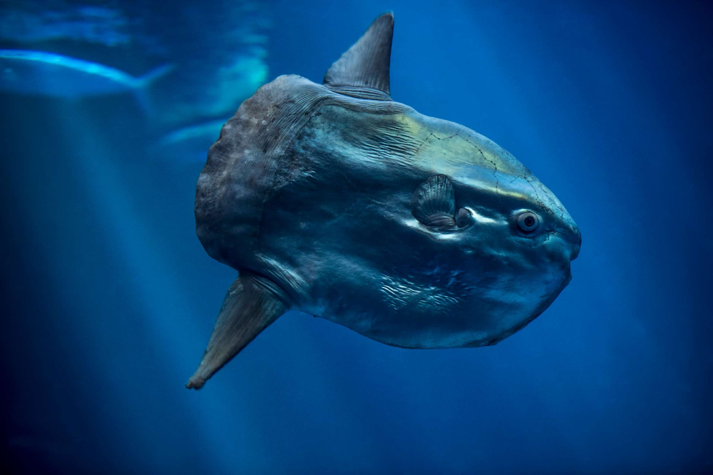 Open Sea exhibit | Image gallery | Monterey Bay Aquarium