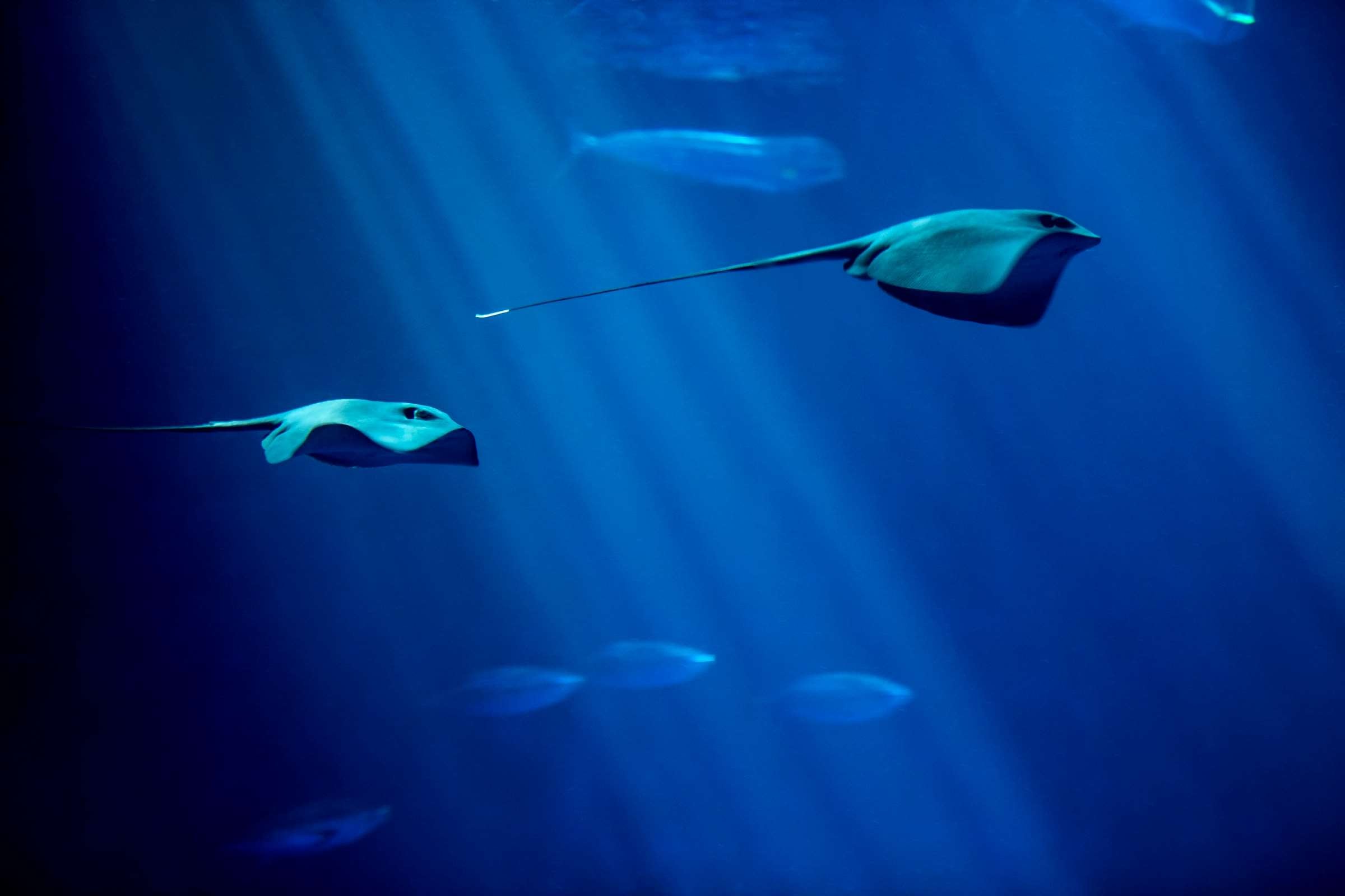 Open Sea exhibit | Image gallery | Monterey Bay Aquarium