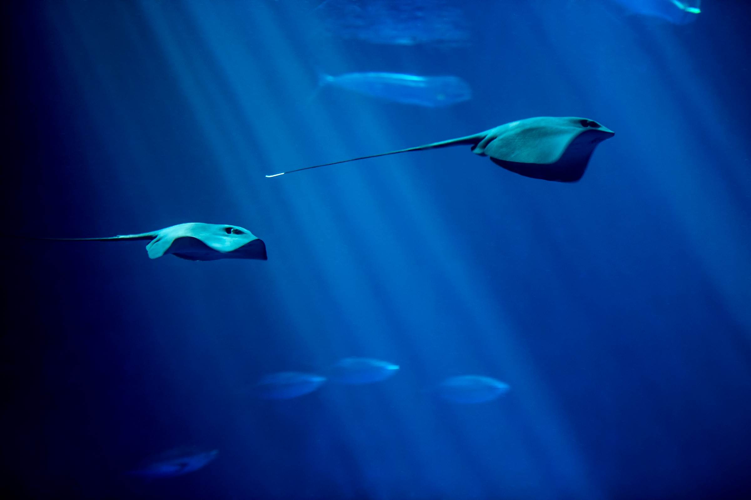 Open Sea exhibit | Image gallery | Monterey Bay Aquarium