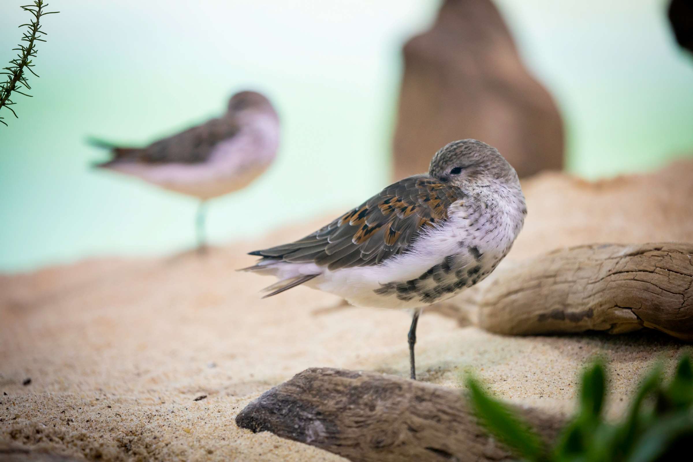 Sandy Shore & Aviary | Image gallery | Monterey Bay Aquarium