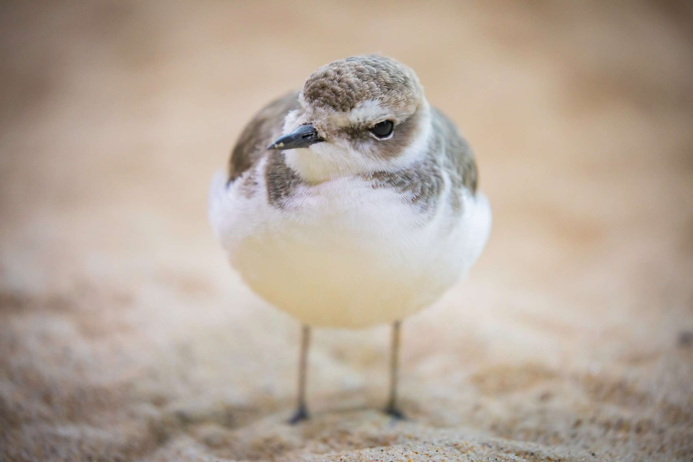 Sandy Shore & Aviary | Image gallery | Monterey Bay Aquarium