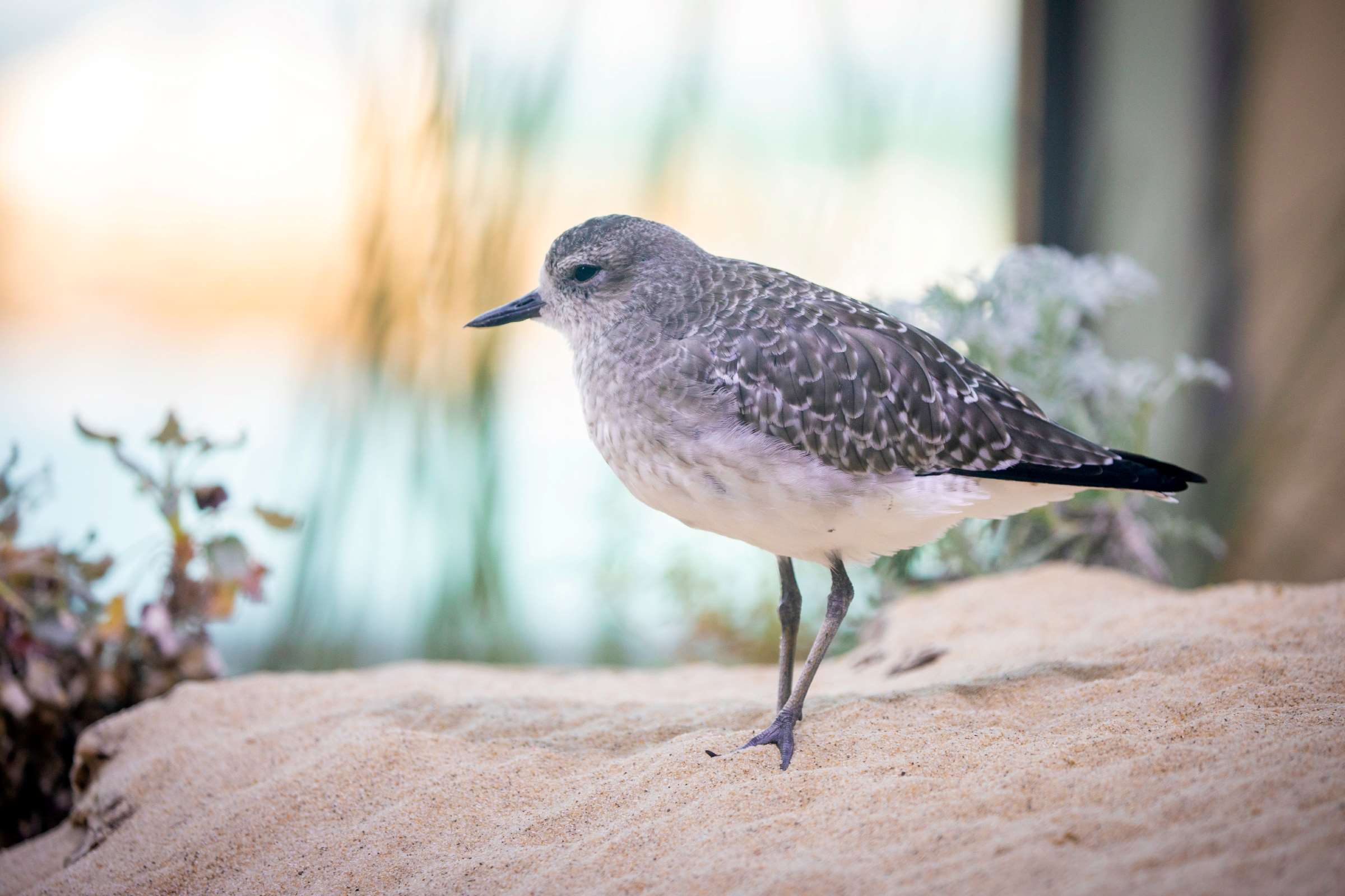 Sandy Shore & Aviary | Image gallery | Monterey Bay Aquarium