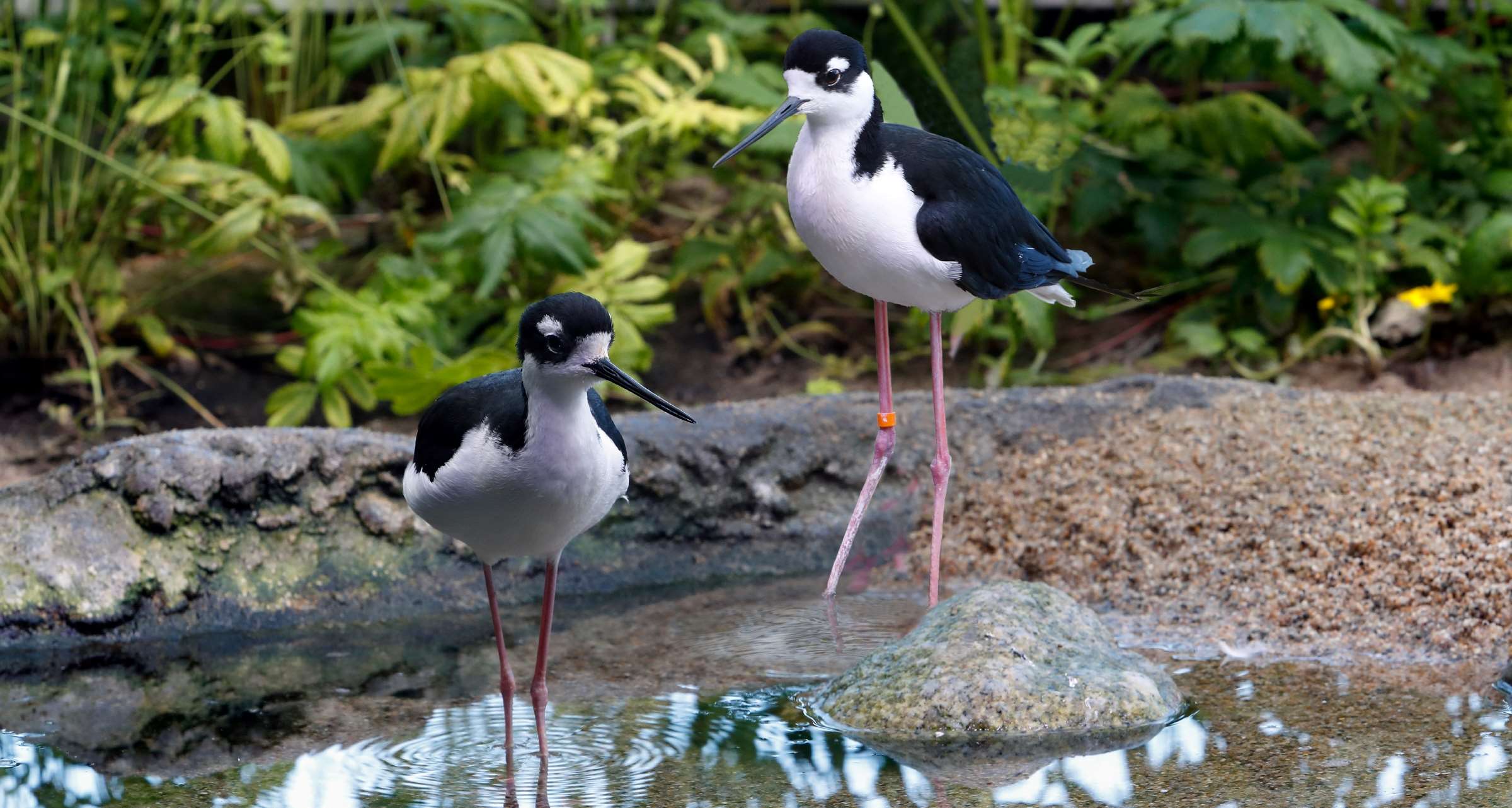 Sandy Shore & Aviary | Image gallery | Monterey Bay Aquarium