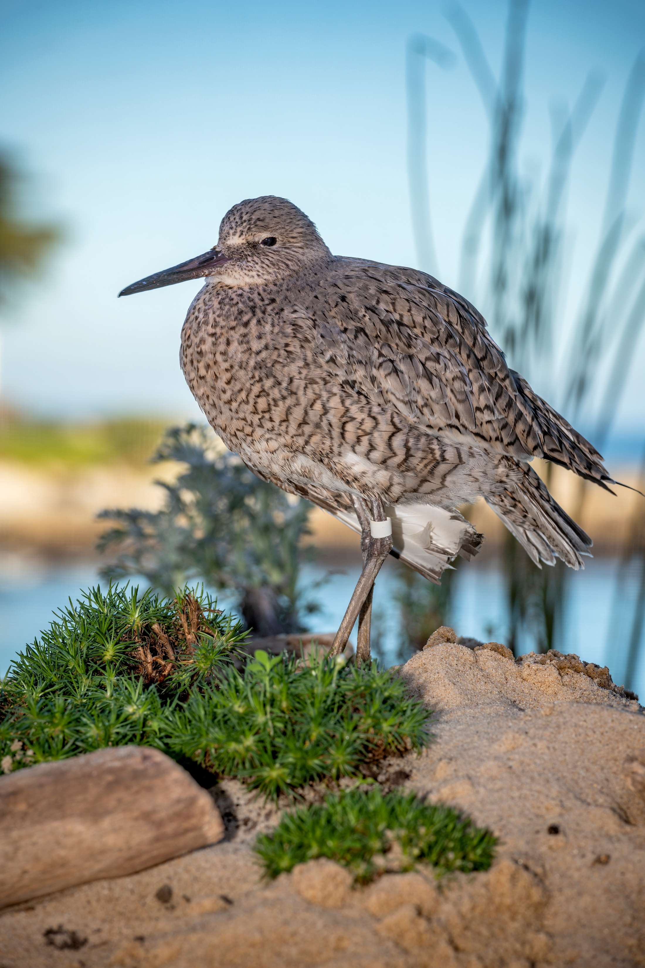 Sandy Shore & Aviary | Image gallery | Monterey Bay Aquarium