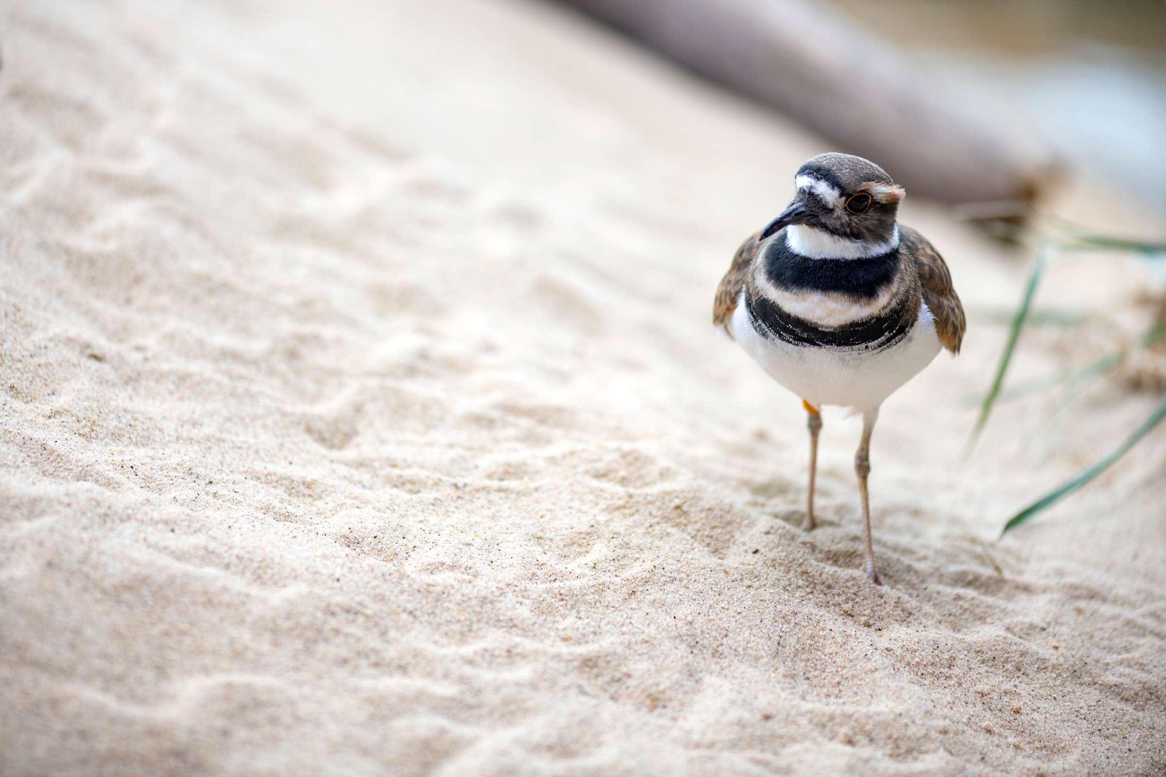 Sandy Shore & Aviary | Image gallery | Monterey Bay Aquarium