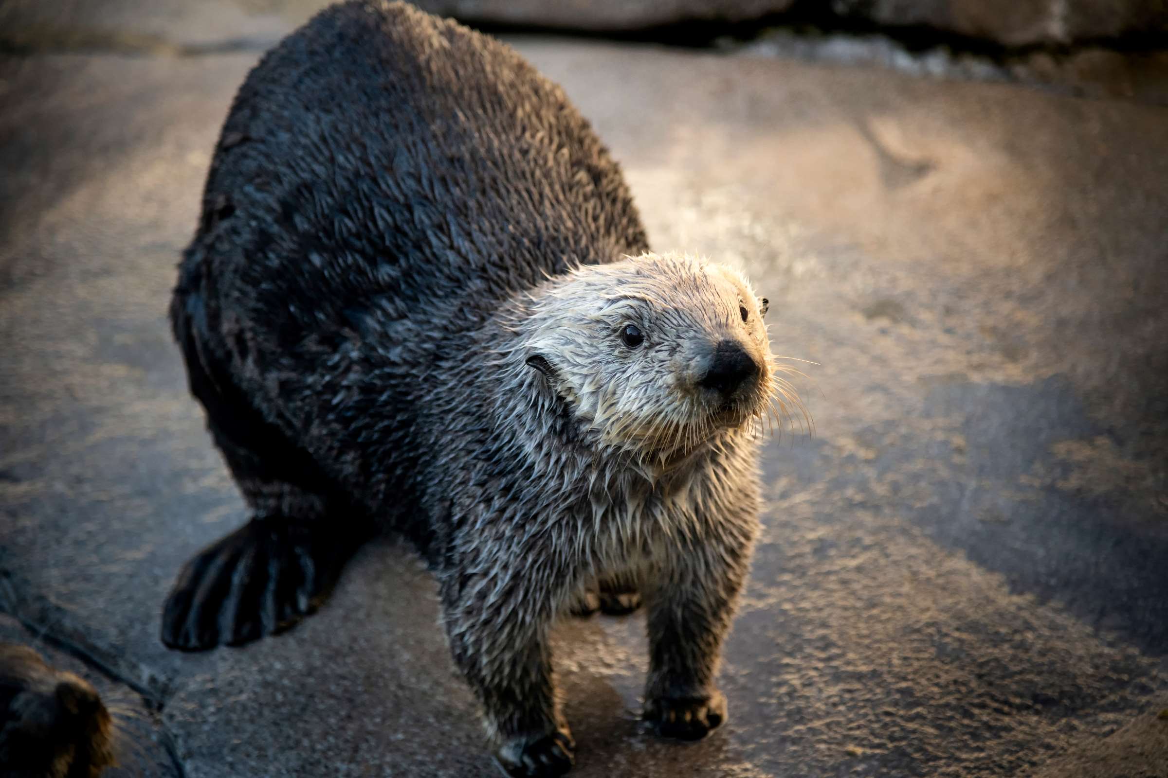 Sea Otter exhibit | Image gallery | Monterey Bay Aquarium