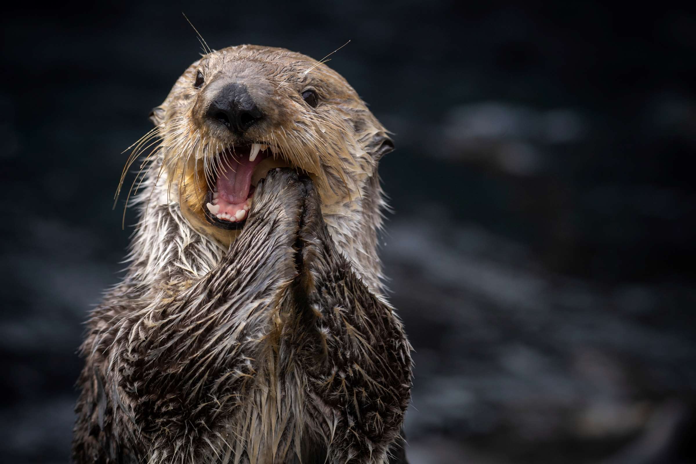 Sea otter teeth tell the story of sea otter lives | Stories | Monterey ...