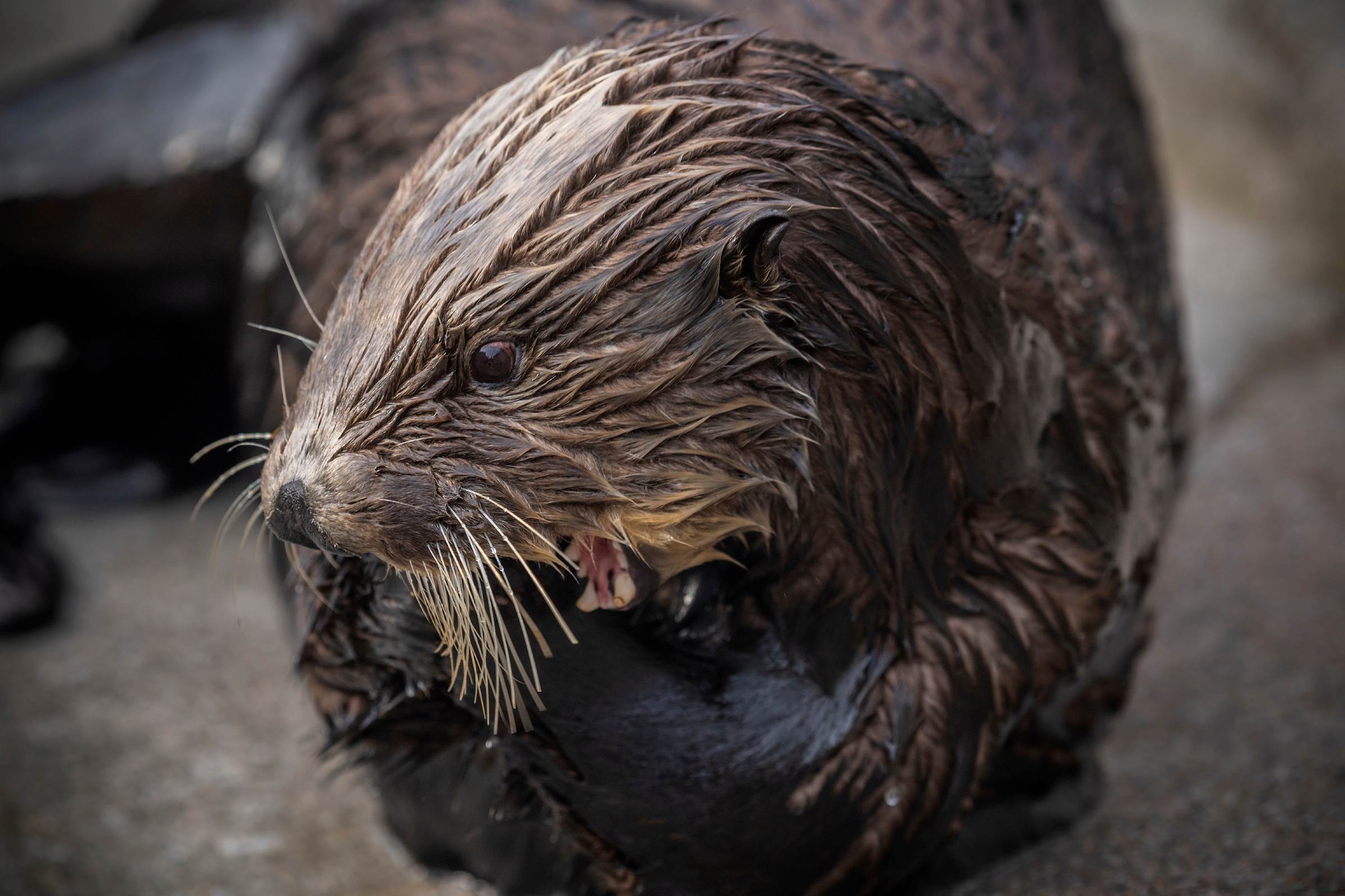 Sea Otter exhibit | Image gallery | Monterey Bay Aquarium