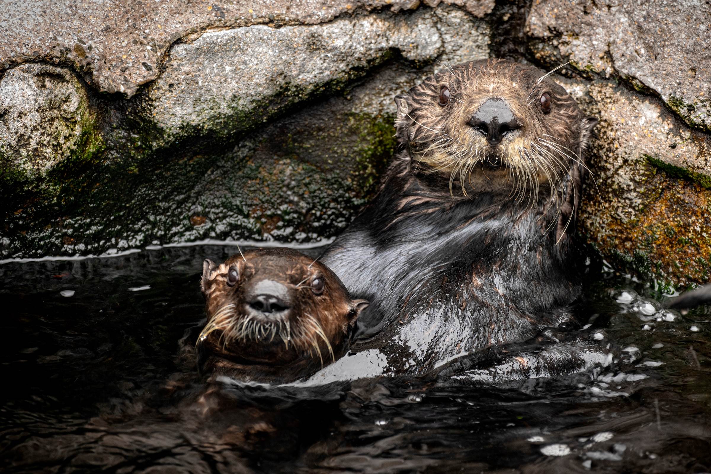 Sea Otter exhibit | Image gallery | Monterey Bay Aquarium