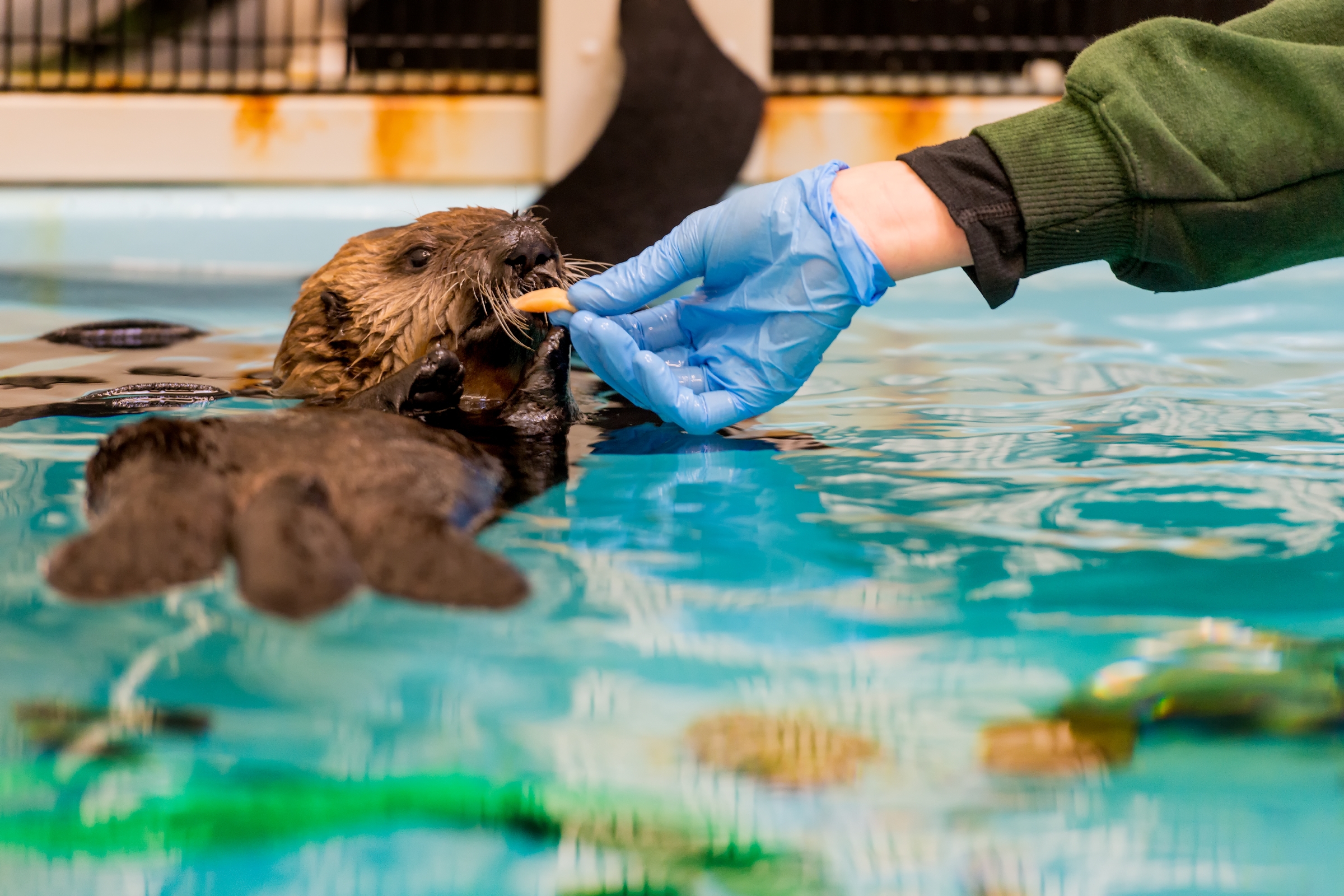 Sea Otter Program Image Gallery Monterey Bay Aquarium